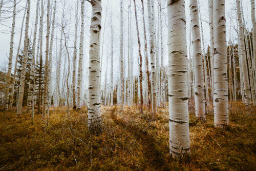 Aspen Grove Tree Trunks Art - BIG Wall Décor
