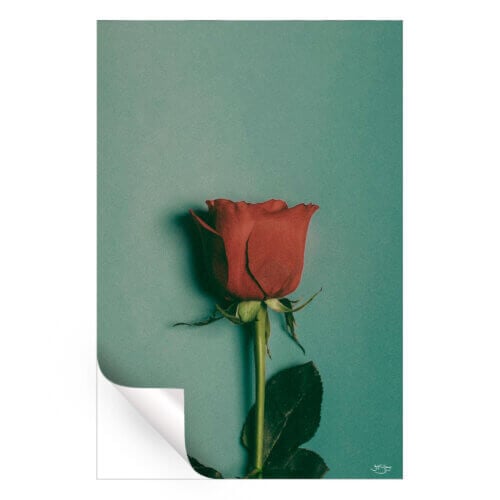 Velvet Rose Art | BIG Wall Décor