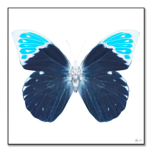 Blue Inverted Butterfly Wall Art | BIG Wall Décor