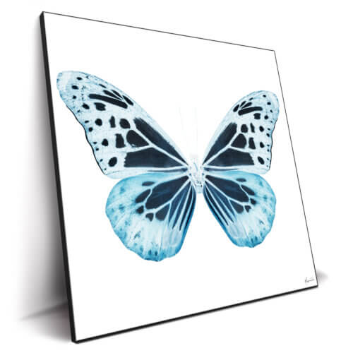 Blue X Ray Butterfly Art Print | BIG Wall Décor
