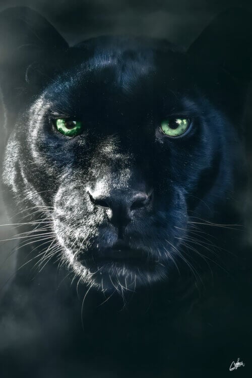 Black Panther Animal Portrait | BIG Wall Décor