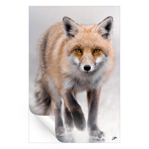 Red Fox in Winter Animal Portrait | BIG Wall Décor