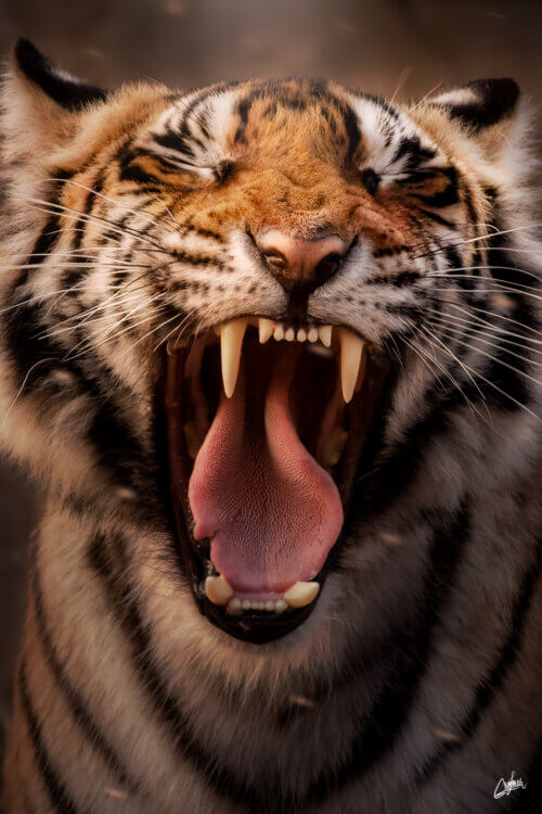 Tiger Animal Portrait | BIG Wall Décor